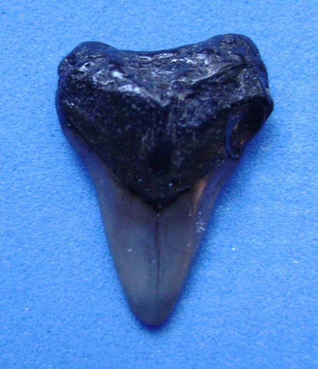 Is this a Baby Megalodon Tooth? - Fossil ID - The Fossil Forum