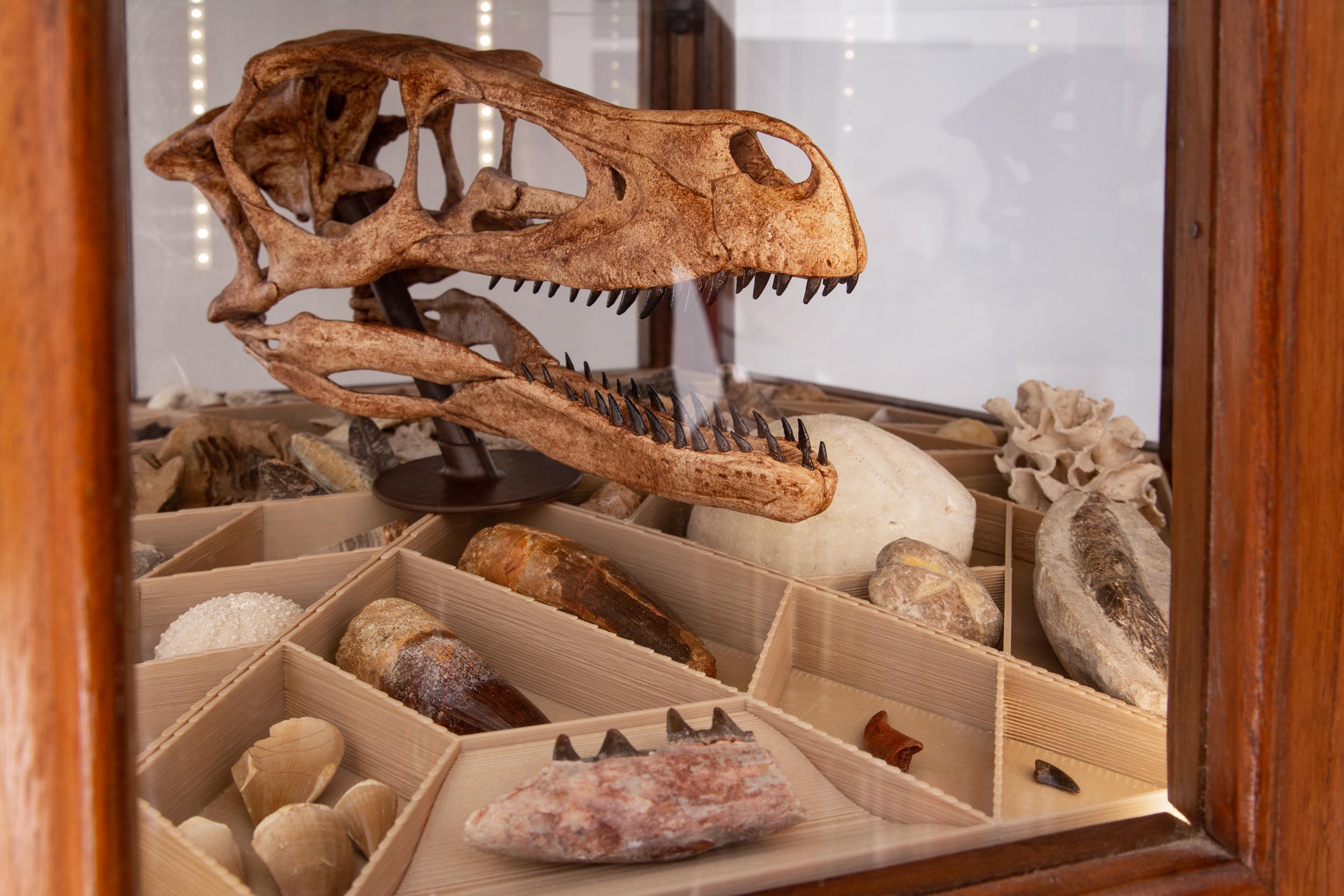 My fossils collection with 3D printed drawer compartments - Member ...
