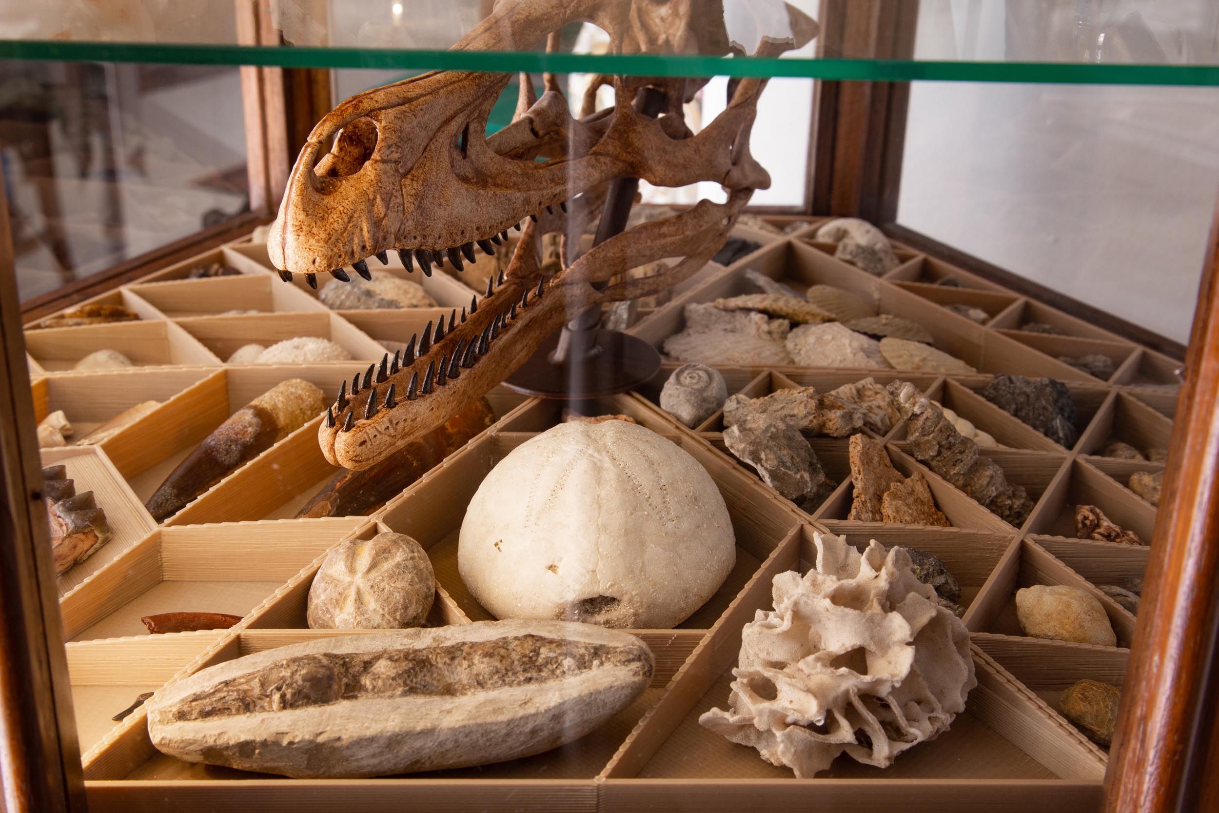 My fossils collection with 3D printed drawer compartments - Member ...