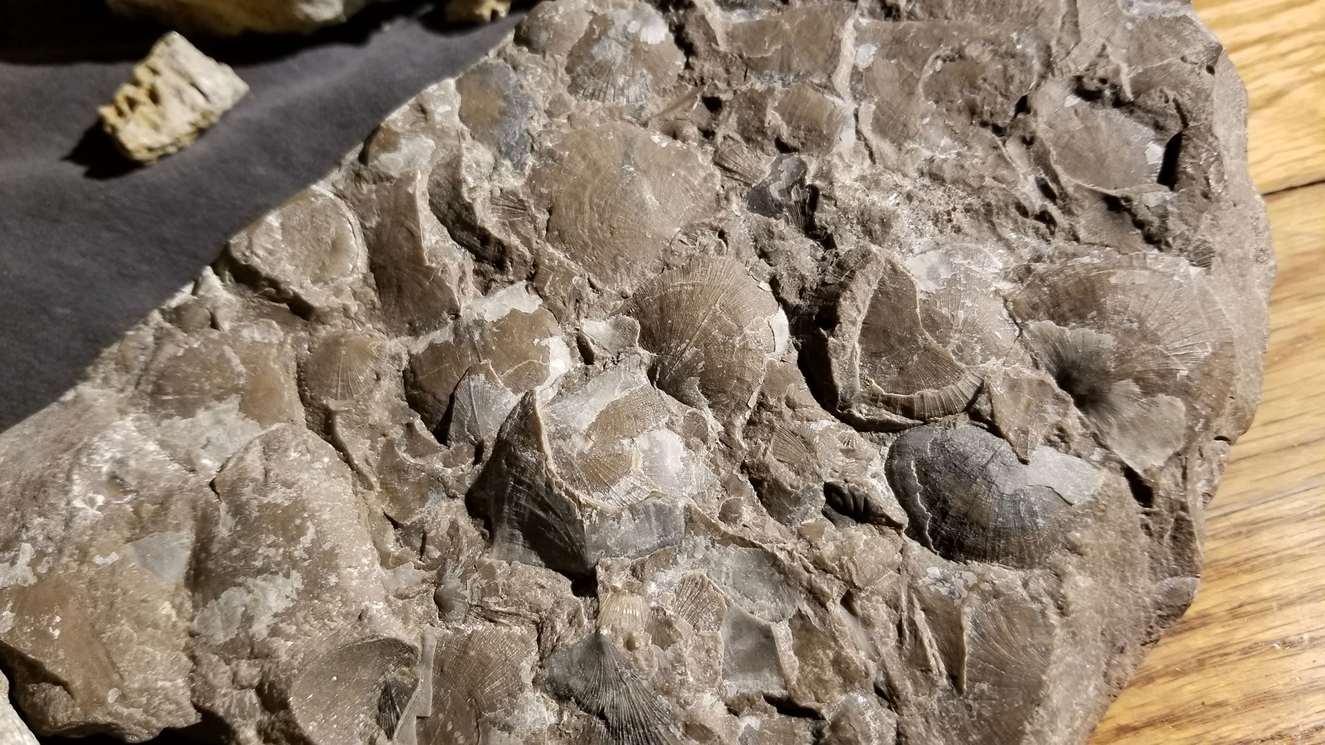 Ordovician nautiloid... and trilobite... and fisherites... - Fossil ID ...