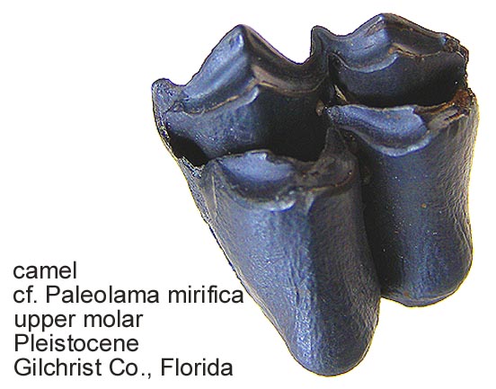Help Identify Mammal Teeth Calvert MD - Fossil ID - The Fossil Forum