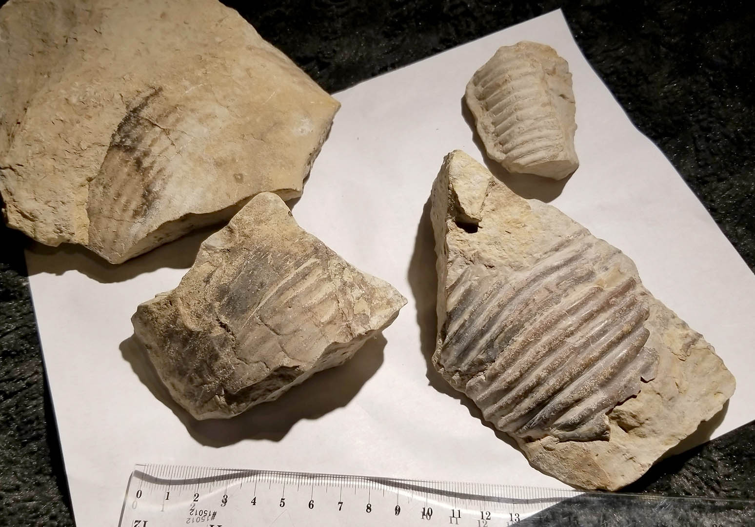 Ordovician nautiloid... and trilobite... and fisherites... - Fossil ID ...