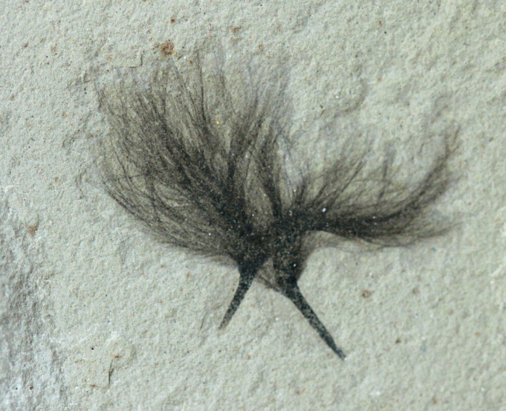 Feather like fossil - Fossil ID - The Fossil Forum