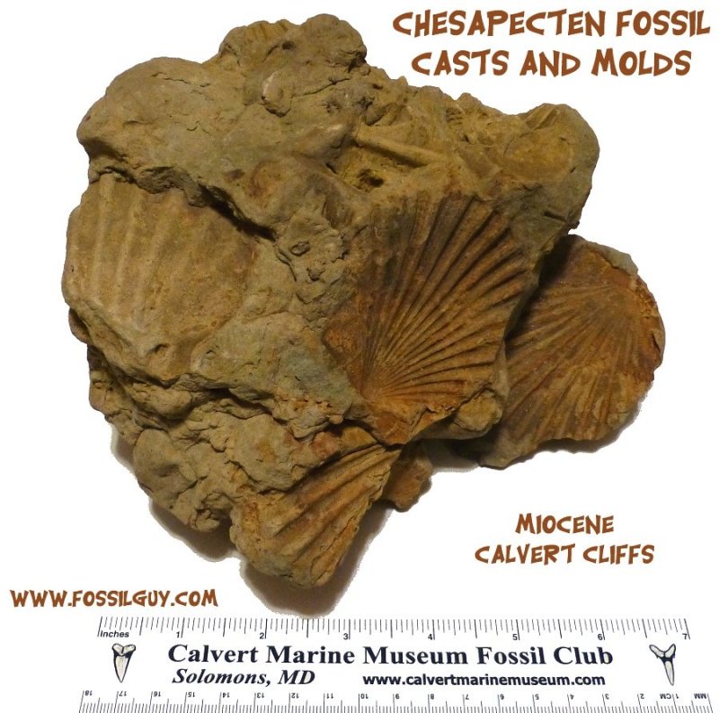 Turtle shell? - Fossil ID - The Fossil Forum