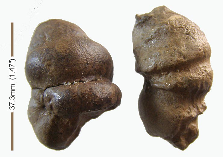 Coprolites From Florida - General Fossil Discussion - The Fossil Forum