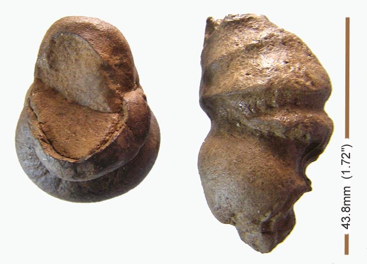 Coprolites From Florida - General Fossil Discussion - The Fossil Forum