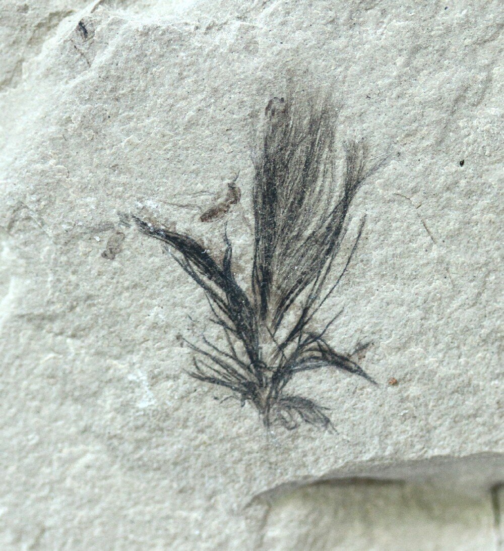 Feather like fossil - Fossil ID - The Fossil Forum