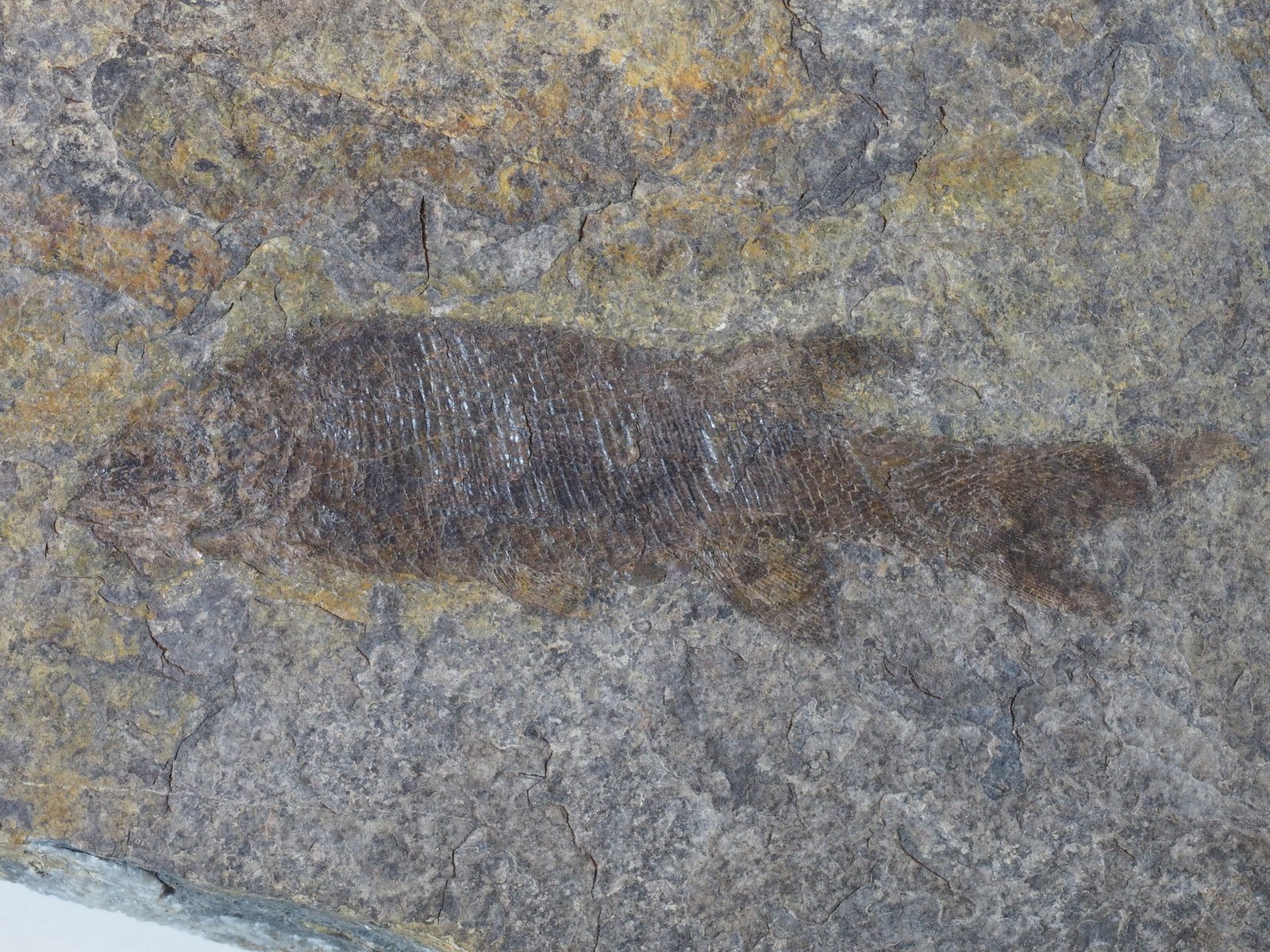 Paramblypterus sp. - Member Collections - The Fossil Forum