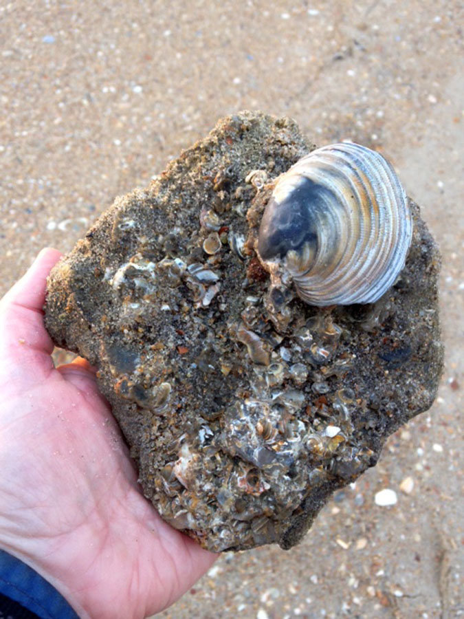 Pleistocene Clam Shell. Cape Hatteras - Member Collections - The Fossil ...