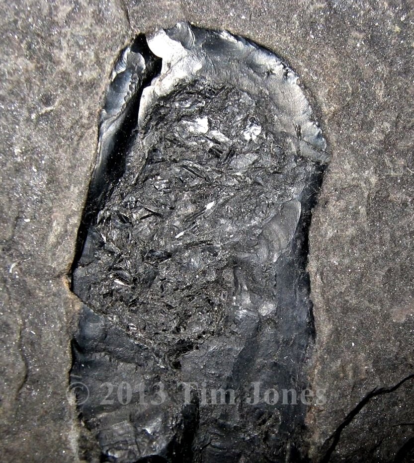 Diplurus longicaudatus coprolite showing fish scales/bones - Member ...