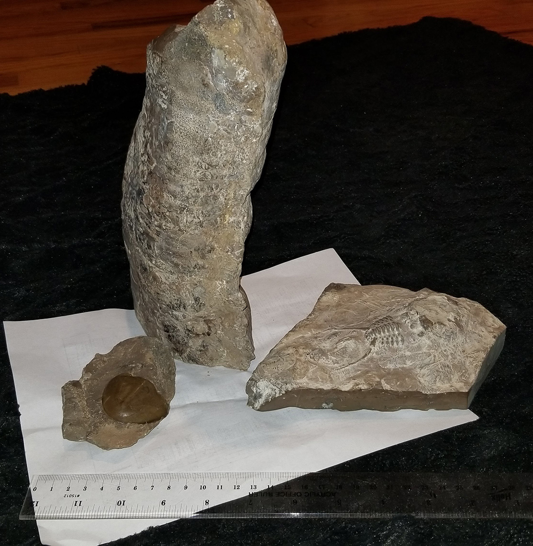 Ordovician nautiloid... and trilobite... and fisherites... - Fossil ID ...