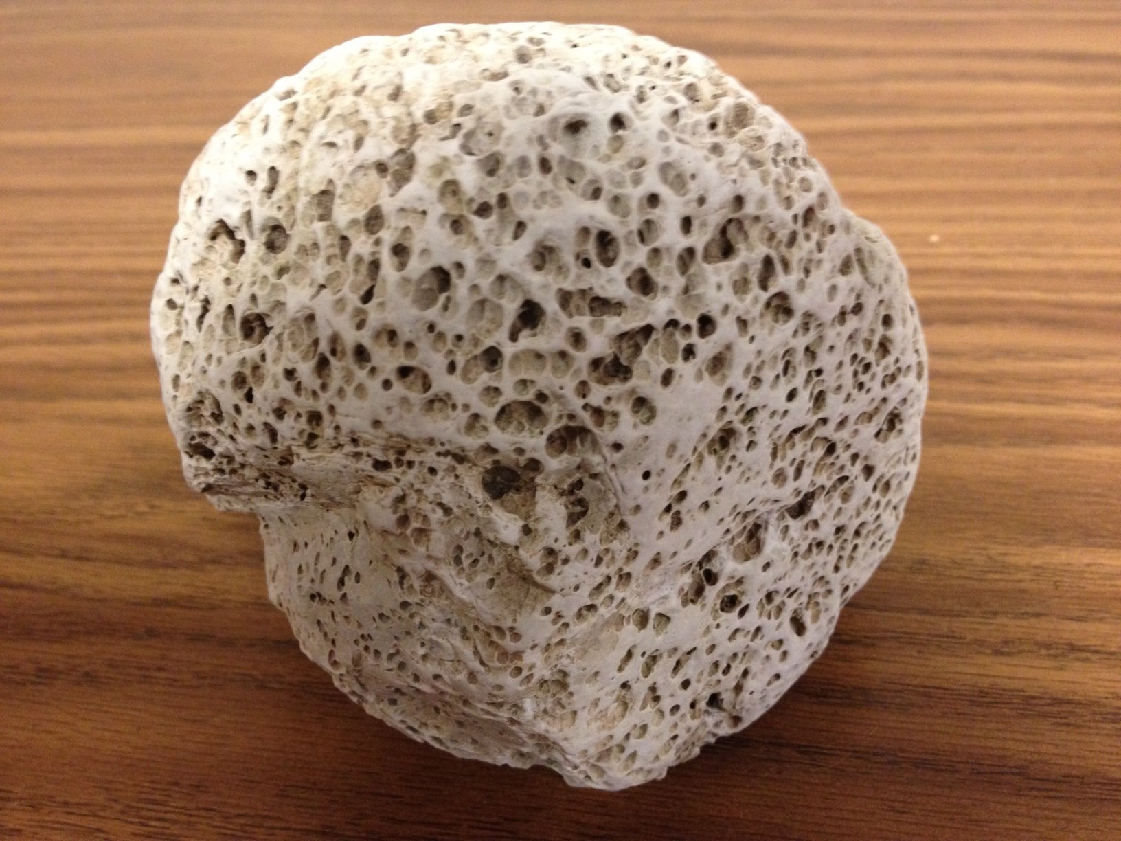 Sponge Coral? - Fossil ID - The Fossil Forum