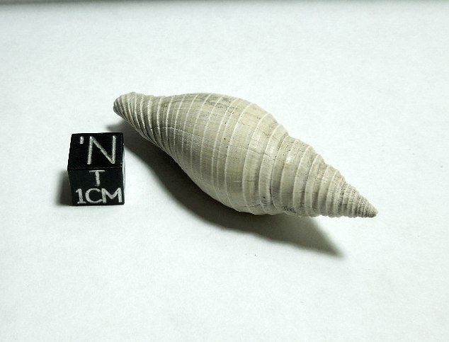 Different Florida Mitra species - Fossil ID - The Fossil Forum