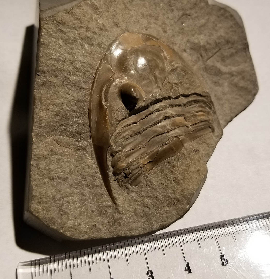 Ordovician nautiloid... and trilobite... and fisherites... - Fossil ID ...