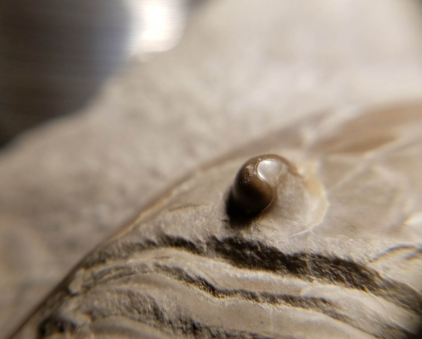 Ordovician nautiloid... and trilobite... and fisherites... - Fossil ID ...