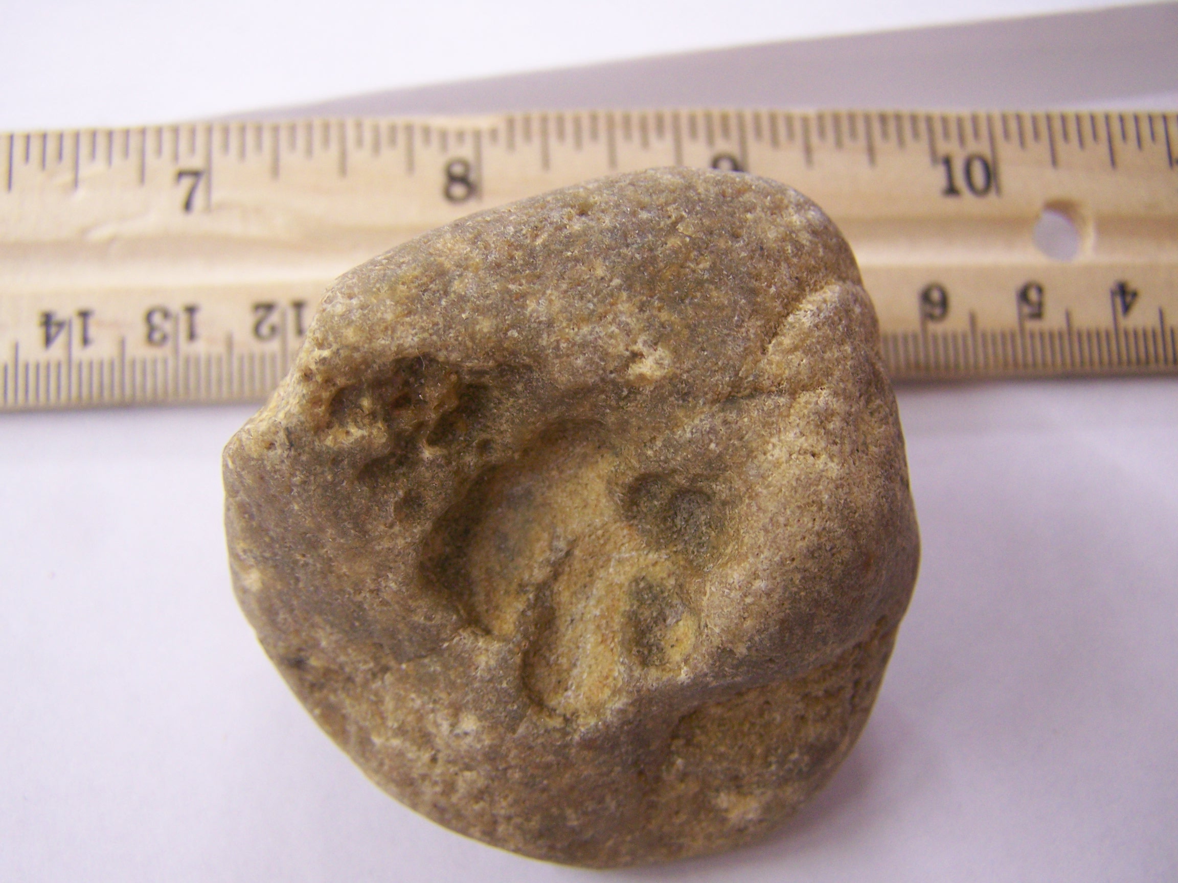 Is this some type of impression? - Fossil ID - The Fossil Forum