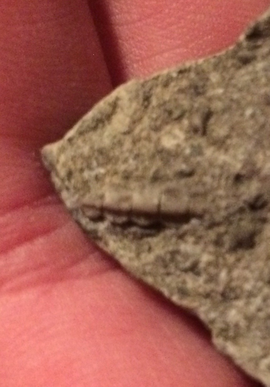 ID - Fossil ID - The Fossil Forum