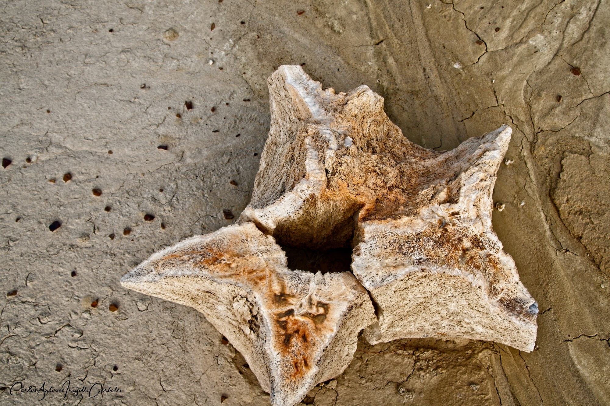 Fossil from Bisti - Fossil ID - The Fossil Forum