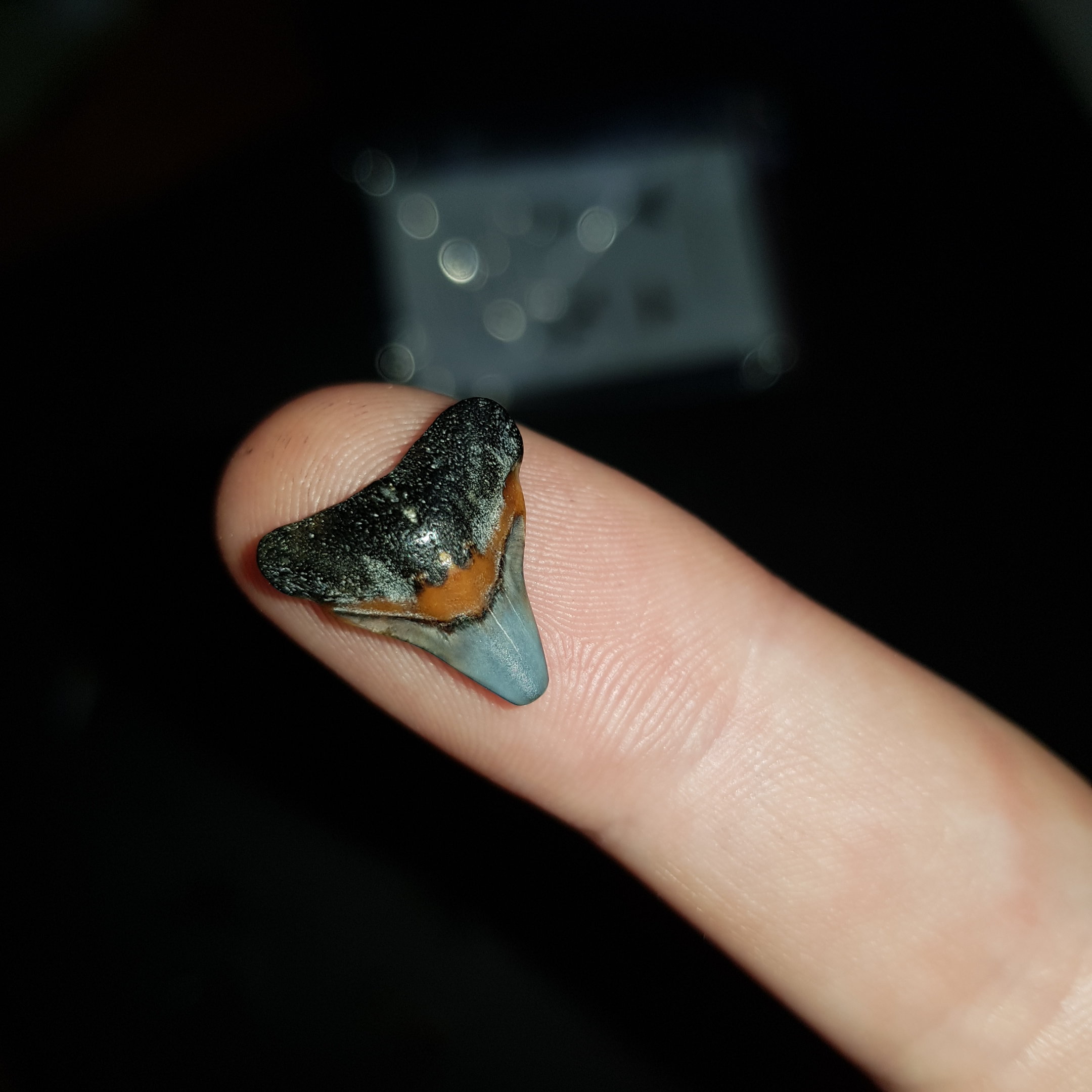 Tiny shark tooth. Looks like a megalodon.. surely not? - Fossil ID ...