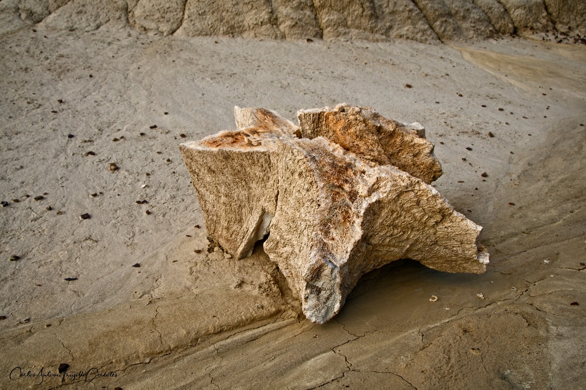 Fossil from Bisti - Fossil ID - The Fossil Forum