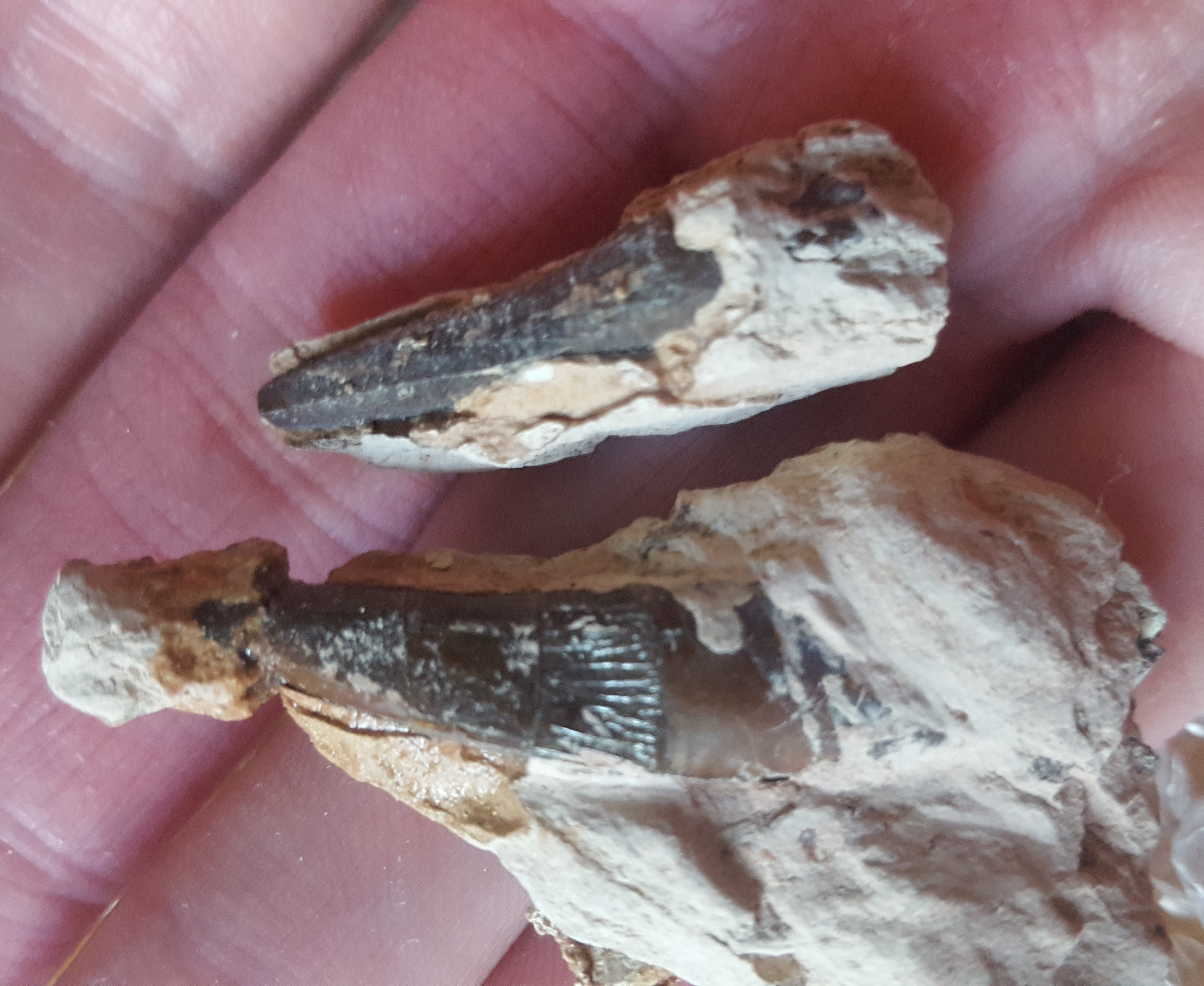 Goulmima Pliosaur tooth? - Fossil ID - The Fossil Forum
