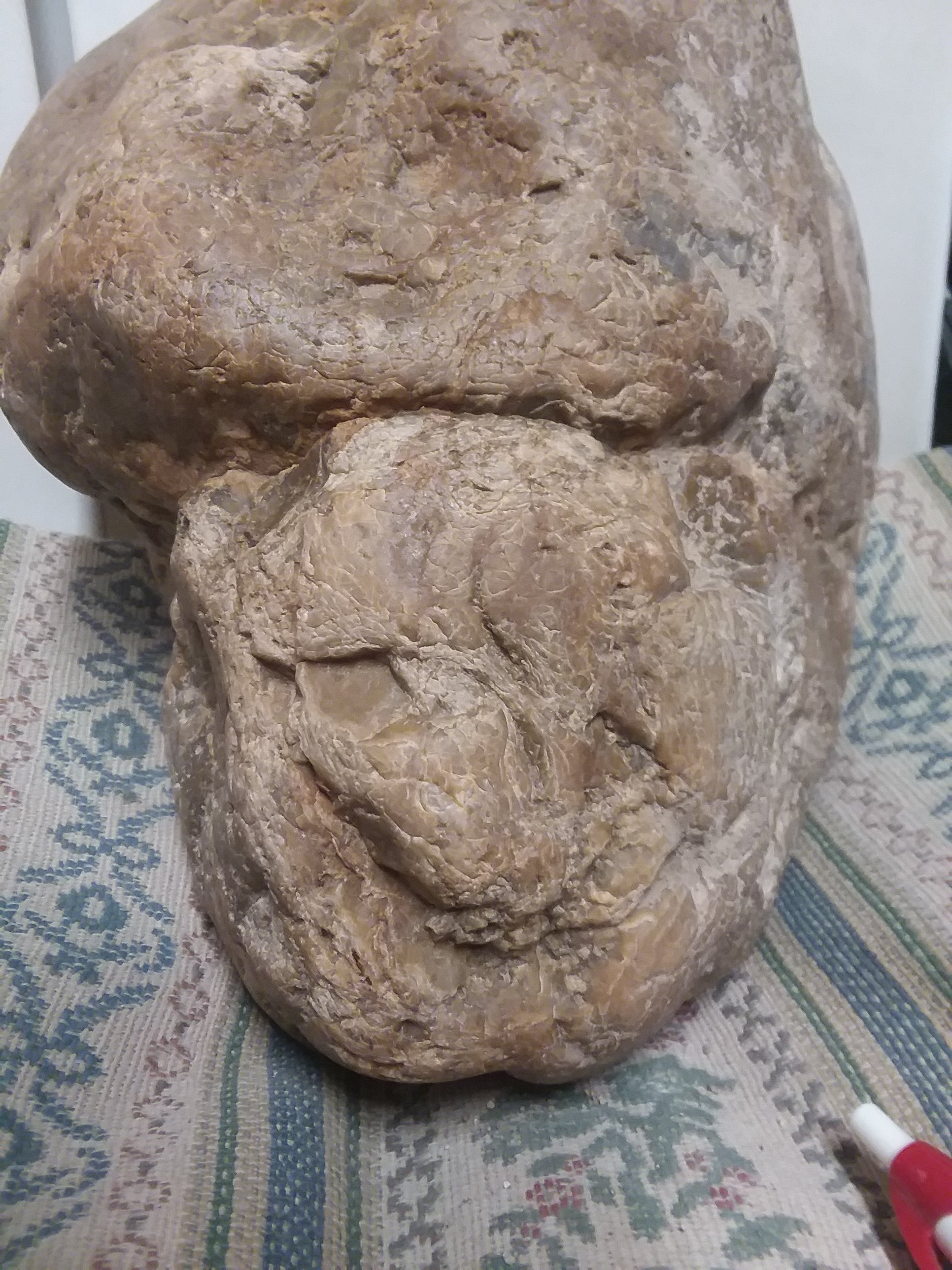 Ape man - Fossil ID - The Fossil Forum