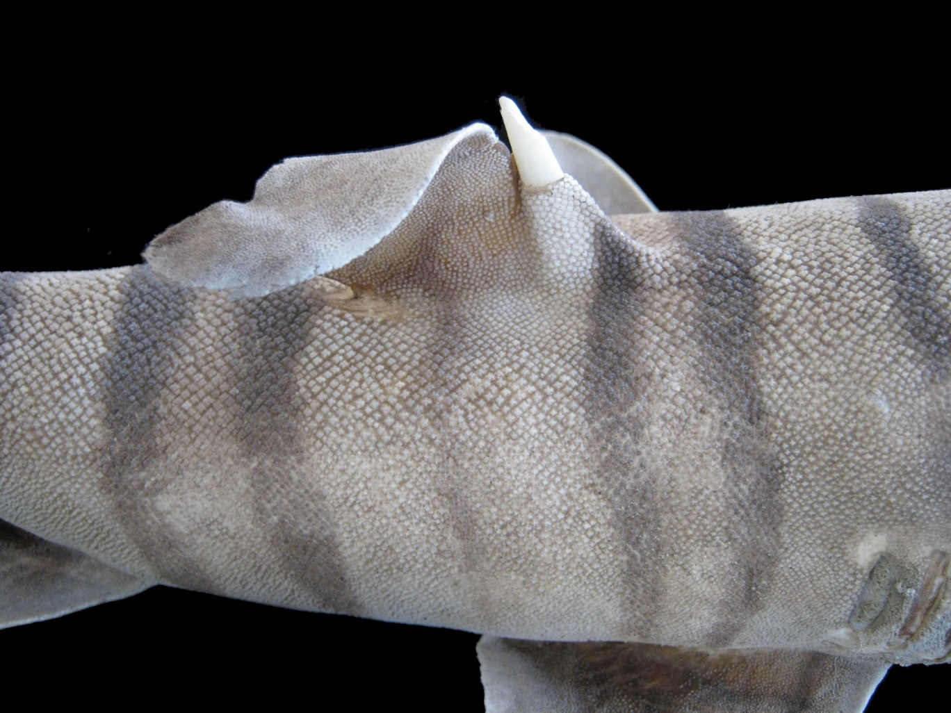 Extant Heterodontus zebra (Zebra Bullhead Shark) Taxidermy Specimen and ...