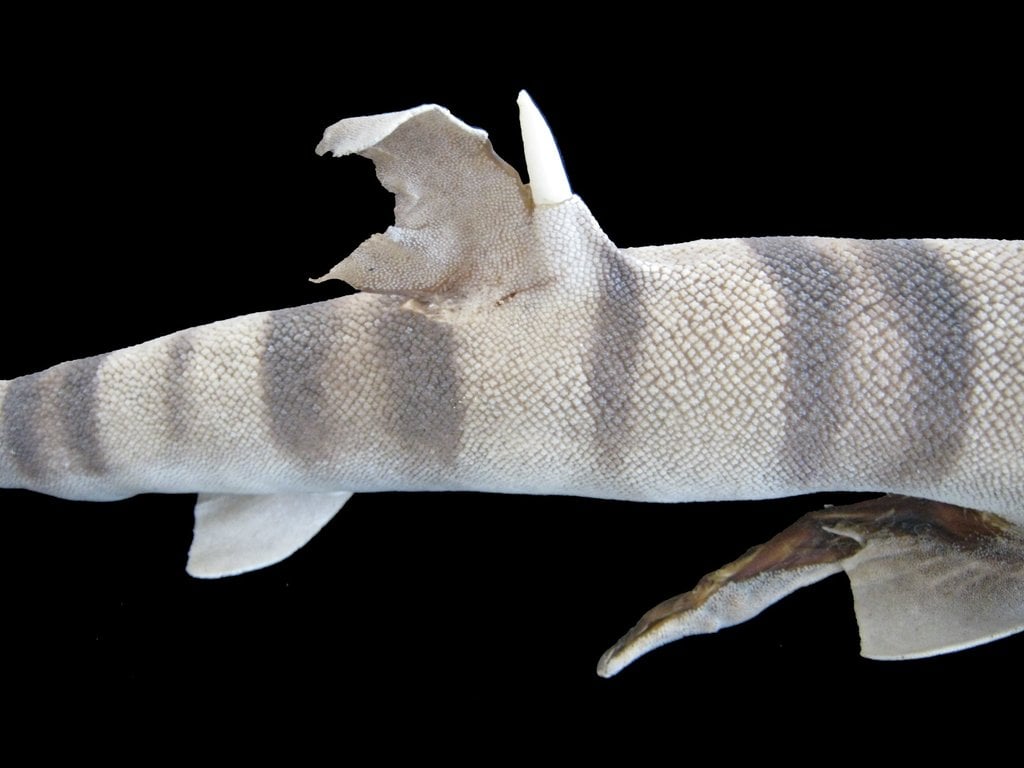 Extant Heterodontus zebra (Zebra Bullhead Shark) Taxidermy Specimen and ...