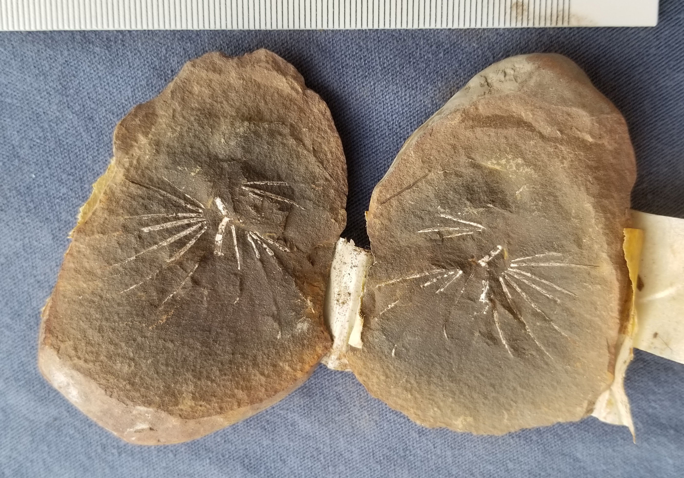Mazon Creek fossil plants: Part 1 - Fossil ID - The Fossil Forum