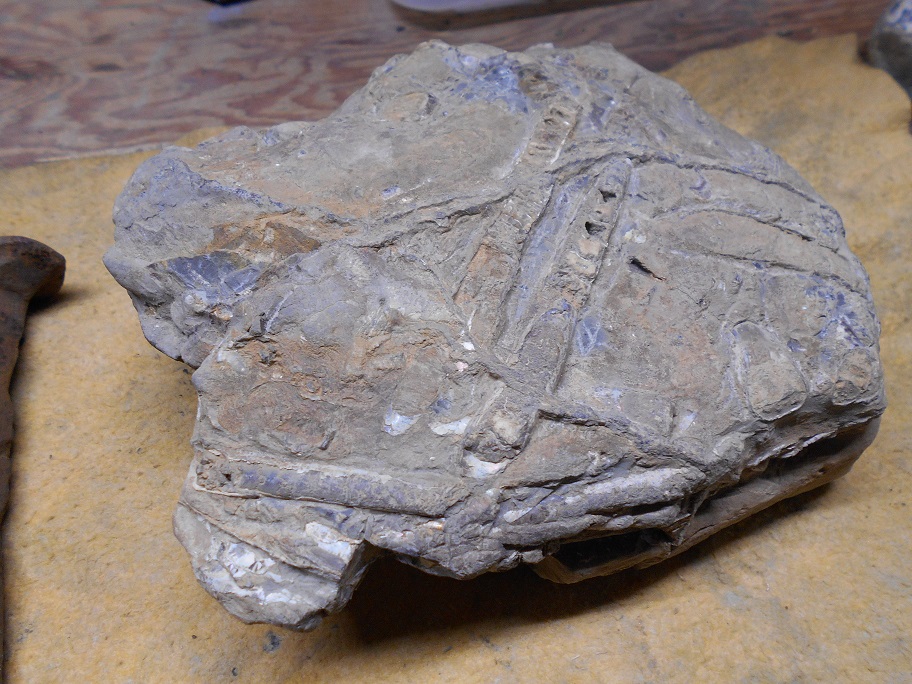 Where baculites go to rest - Fossil Hunting Trips - The Fossil Forum