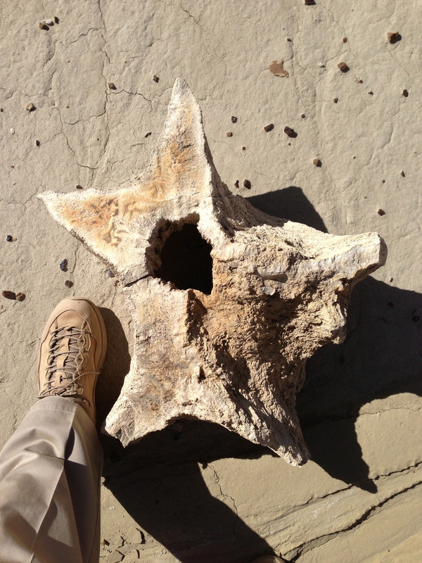 Fossil from Bisti - Fossil ID - The Fossil Forum