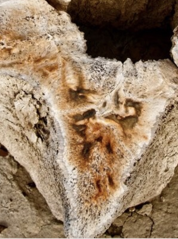Fossil from Bisti - Fossil ID - The Fossil Forum