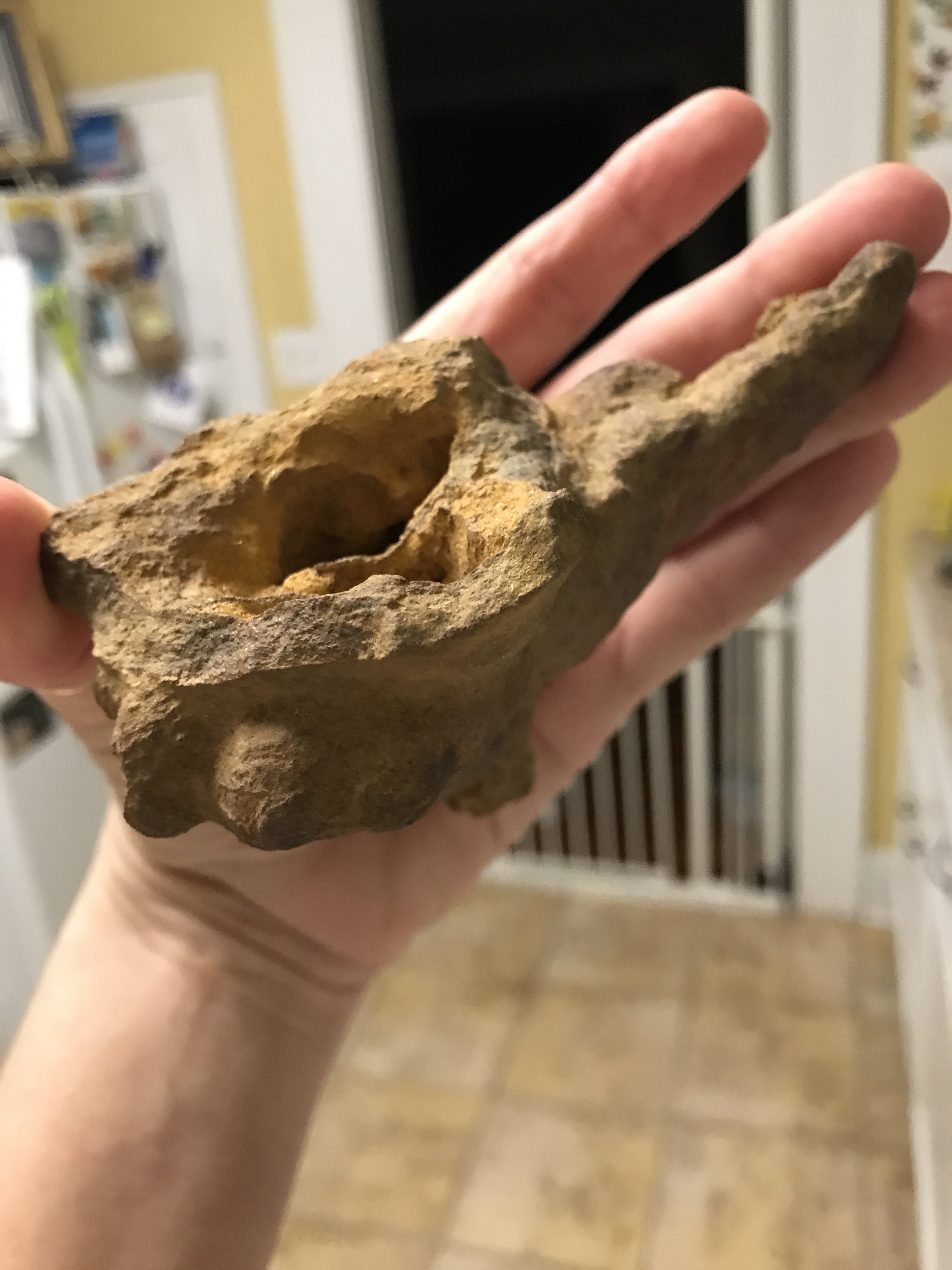 Found Middle TN Root fossil? - Fossil ID - The Fossil Forum