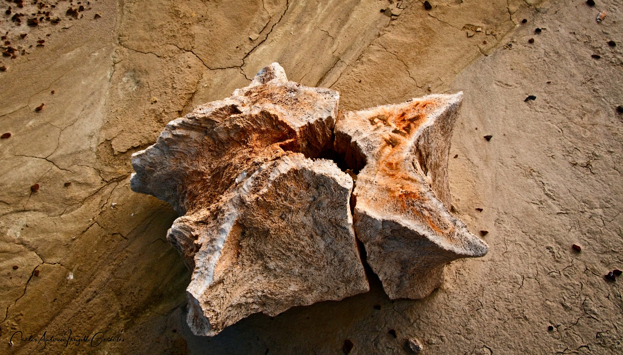 Fossil from Bisti - Fossil ID - The Fossil Forum