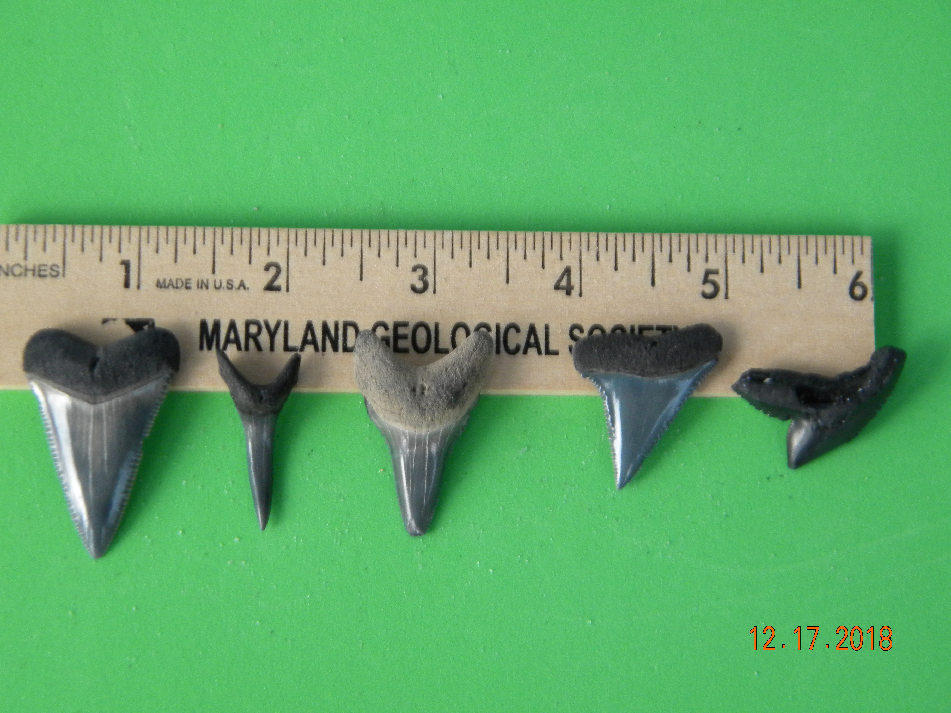 Beach hunting at North myrtle Beach, South Carolina - Fossil ID - The ...