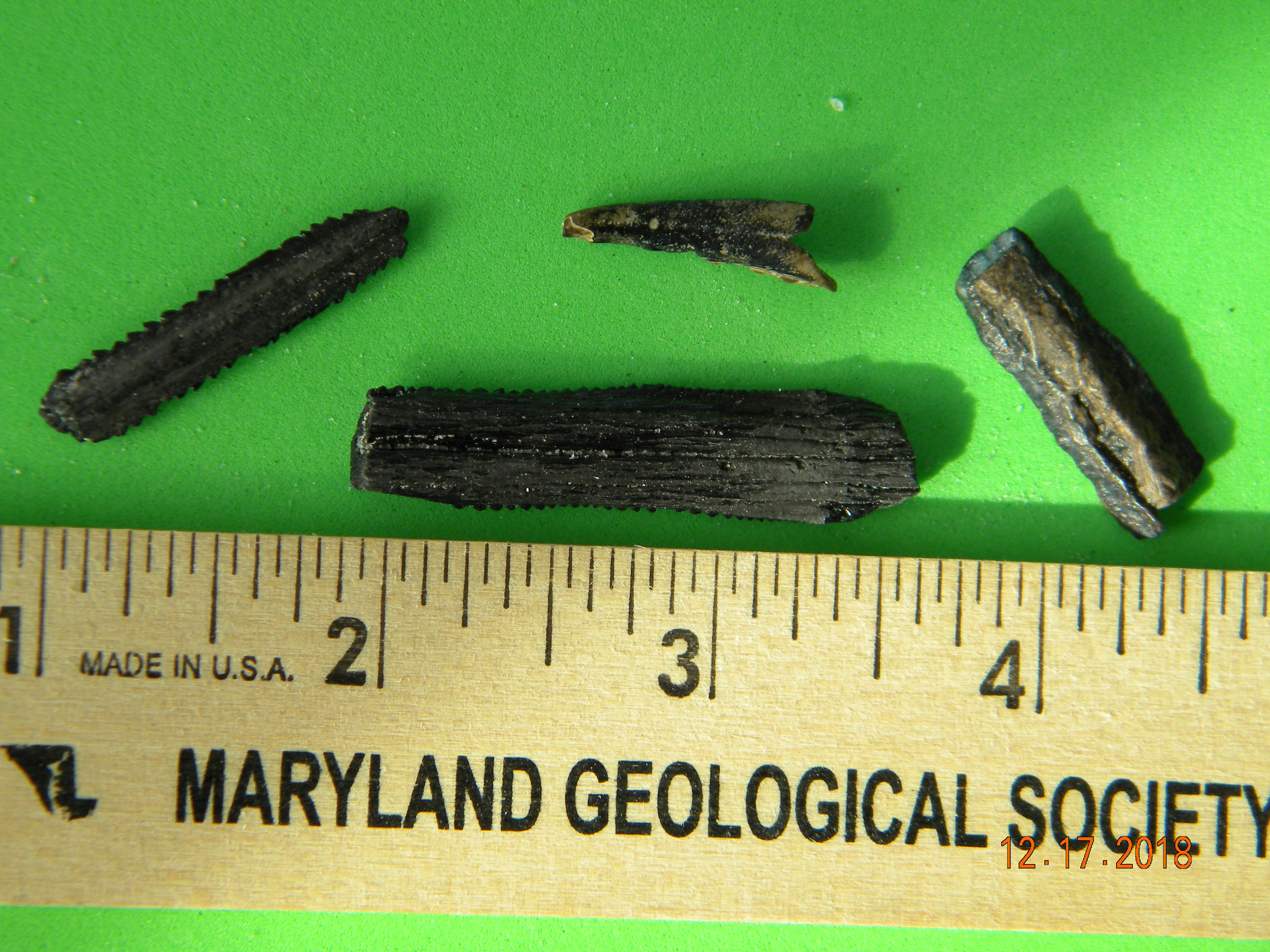 Beach hunting at North myrtle Beach, South Carolina - Fossil ID - The ...