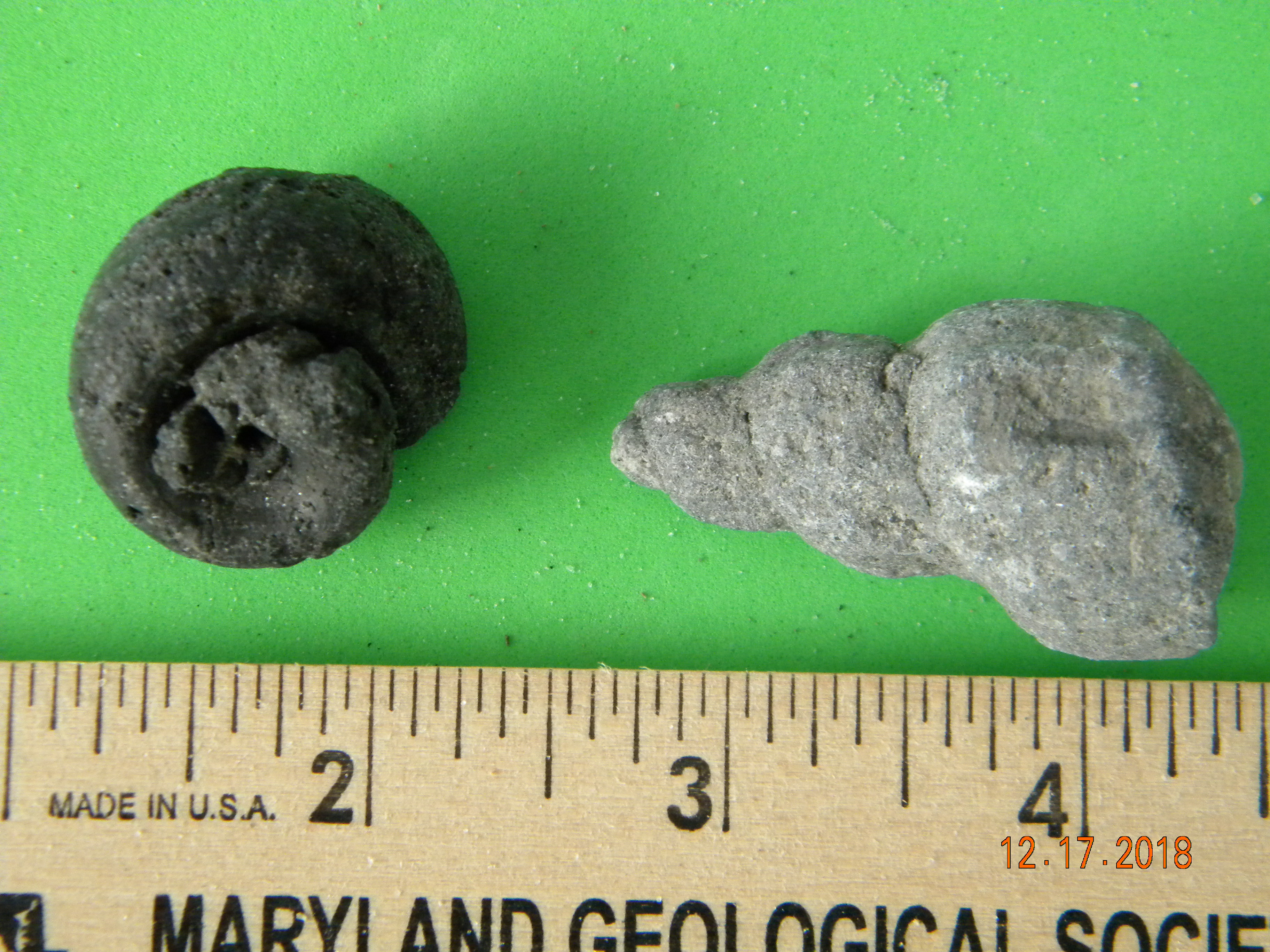 Beach hunting at North myrtle Beach, South Carolina - Fossil ID - The ...