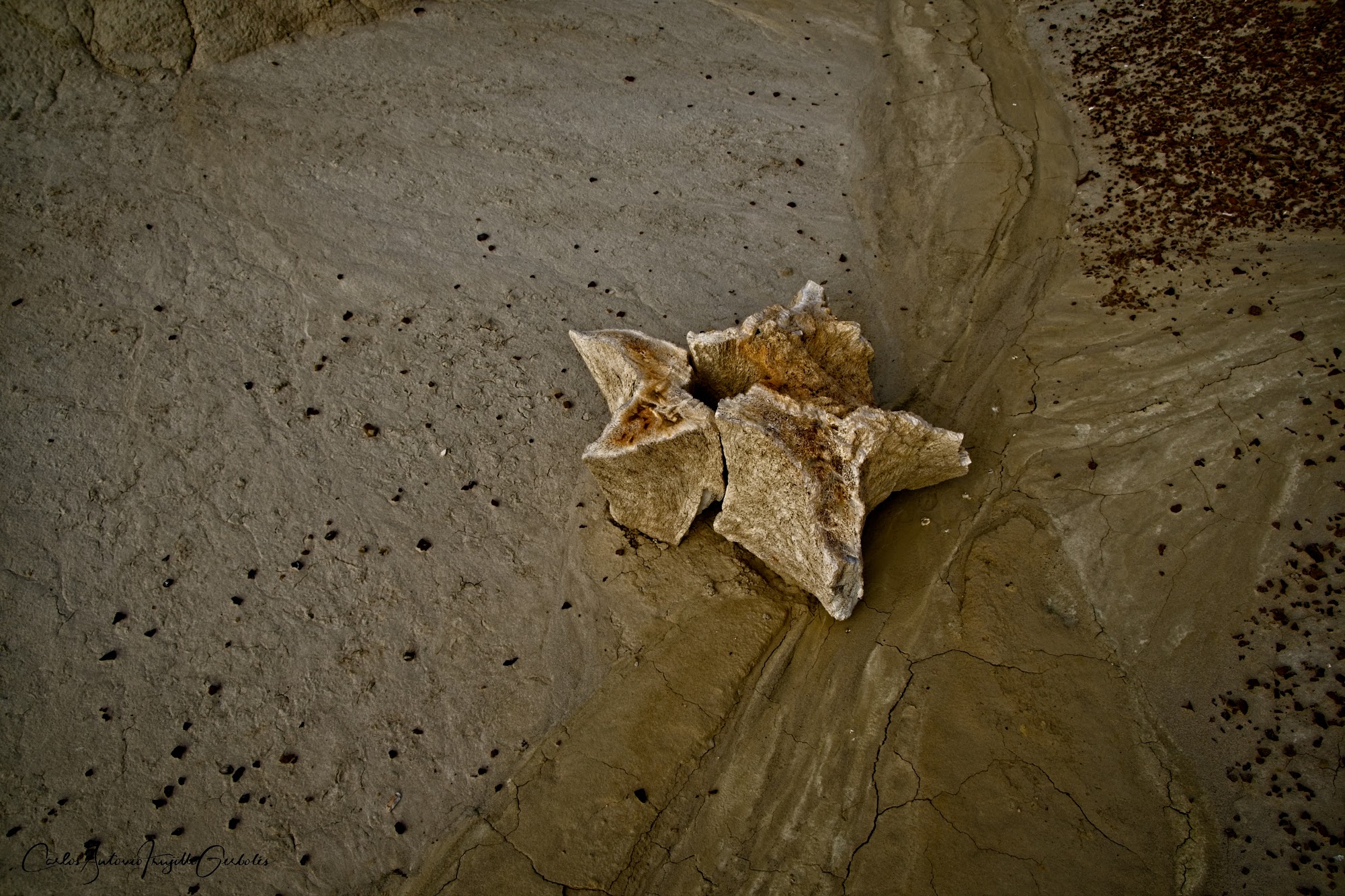 Fossil from Bisti - Fossil ID - The Fossil Forum