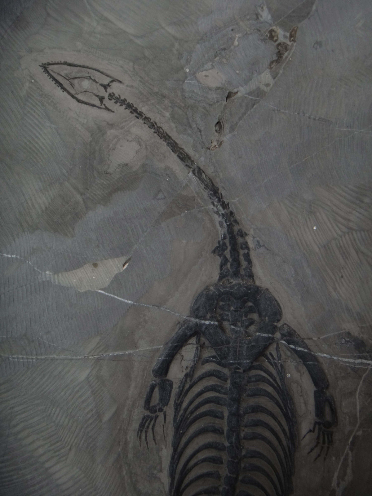 Keichousaurus round 2 - Is It Real? How to Recognize Fossil ...
