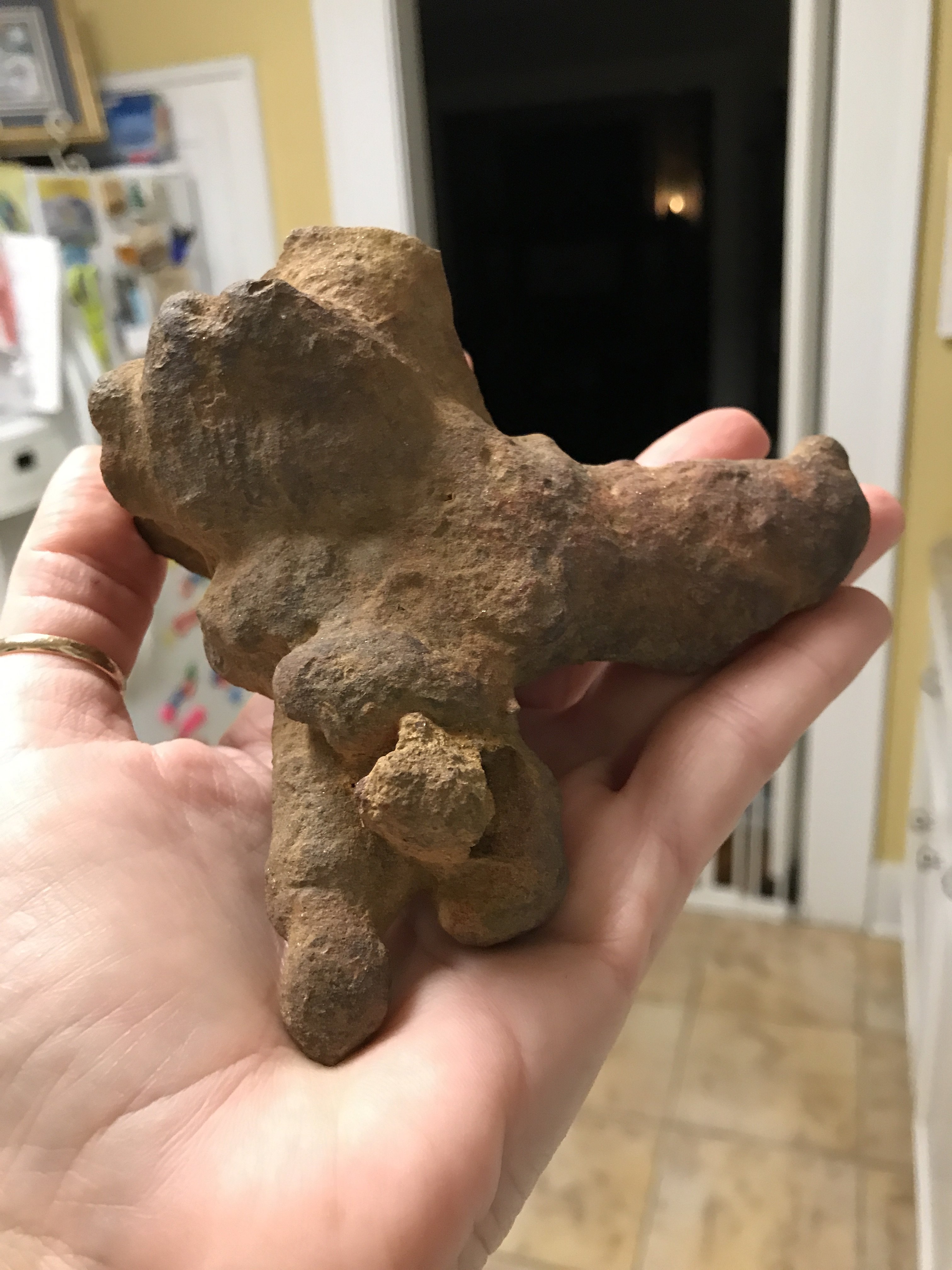Found Middle TN Root fossil? - Fossil ID - The Fossil Forum