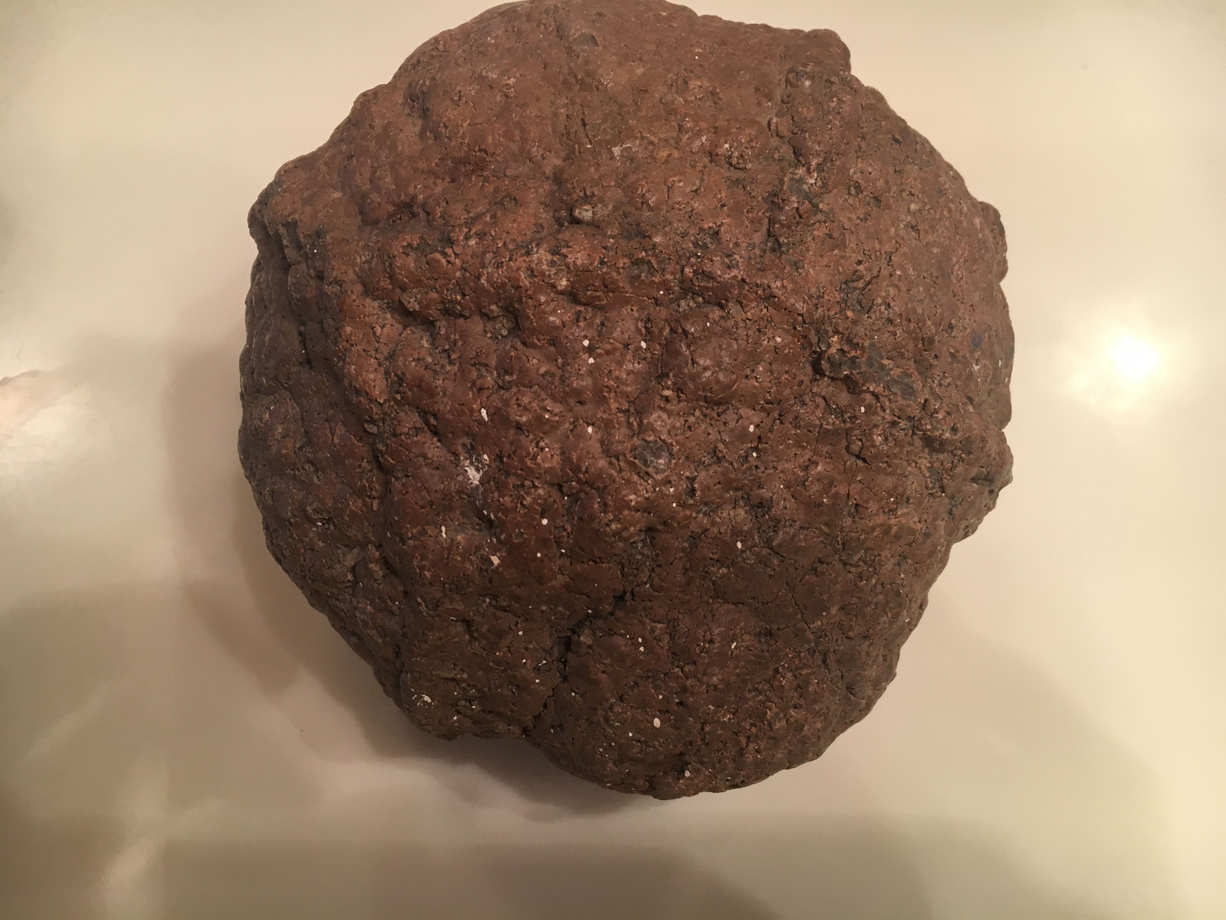 Help ID on Sediment Compaction / Petrified Object - Fossil ID - The ...