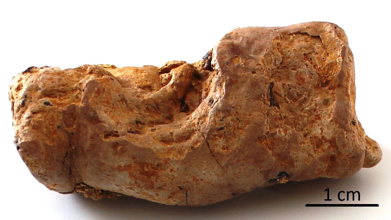Coprolite? - Fossil ID - The Fossil Forum