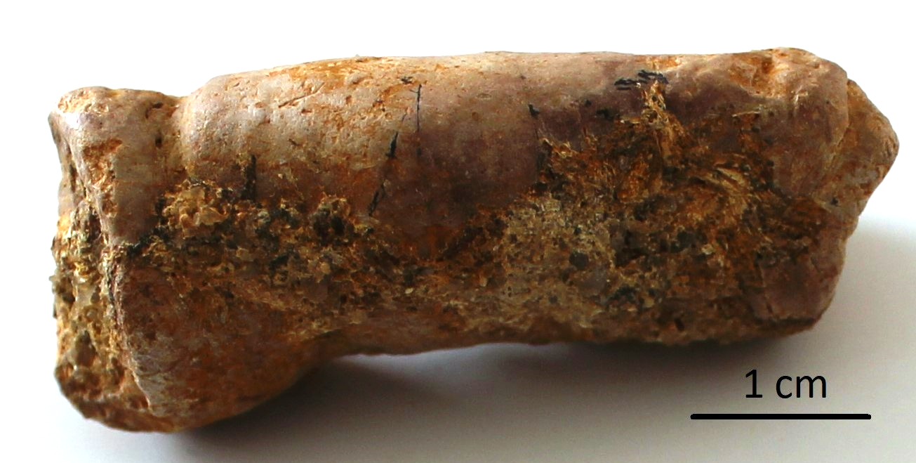 Coprolite? - Fossil ID - The Fossil Forum