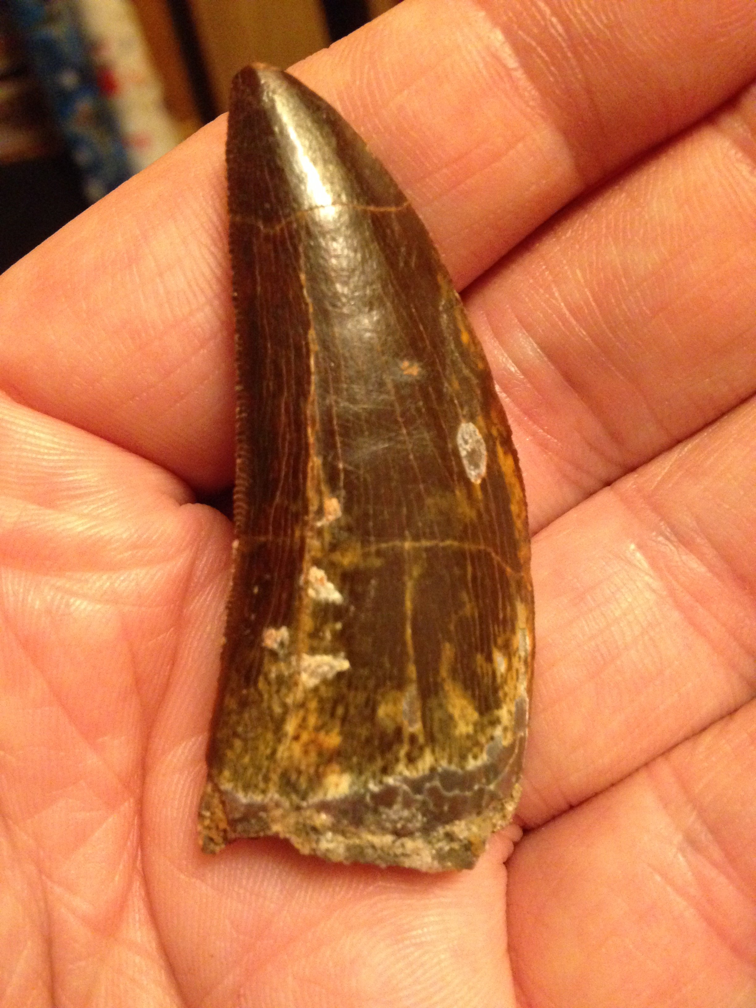 Deltadromeus tooth? - Fossil ID - The Fossil Forum