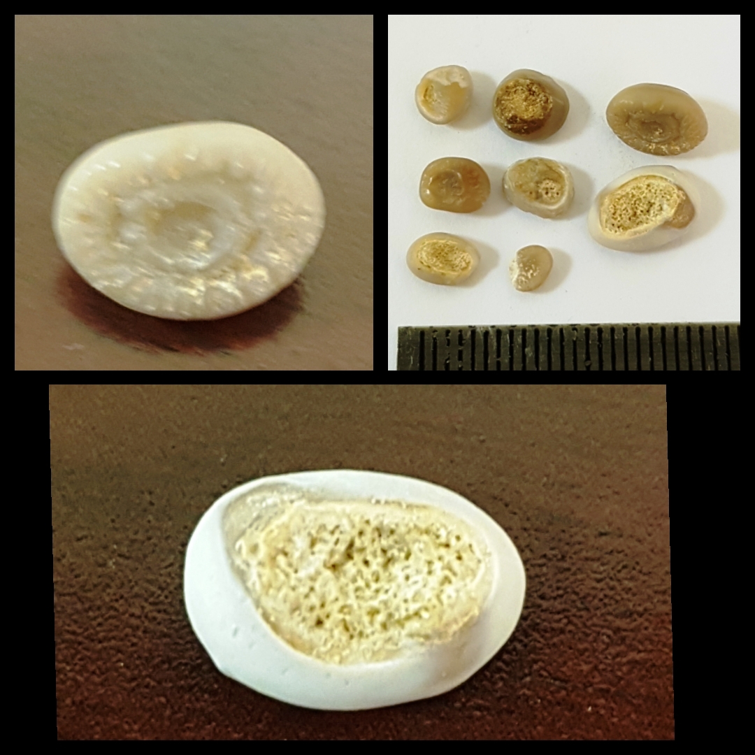 Fish tooth ? - Fossil ID - The Fossil Forum