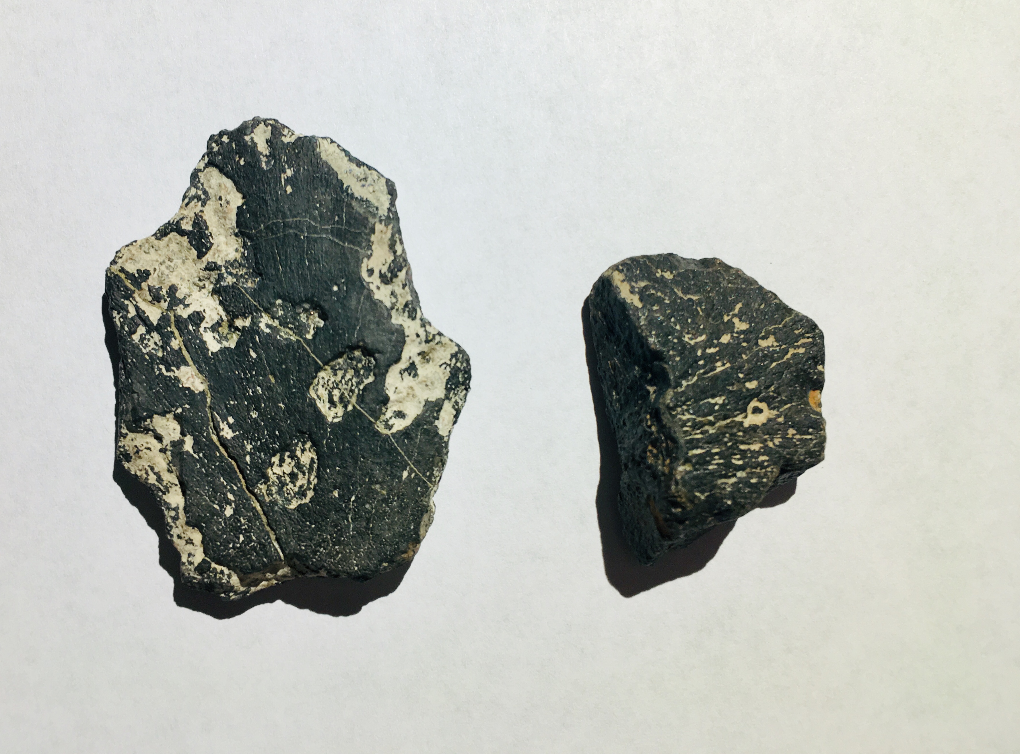 NSR Turtle carapace - Member Collections - The Fossil Forum