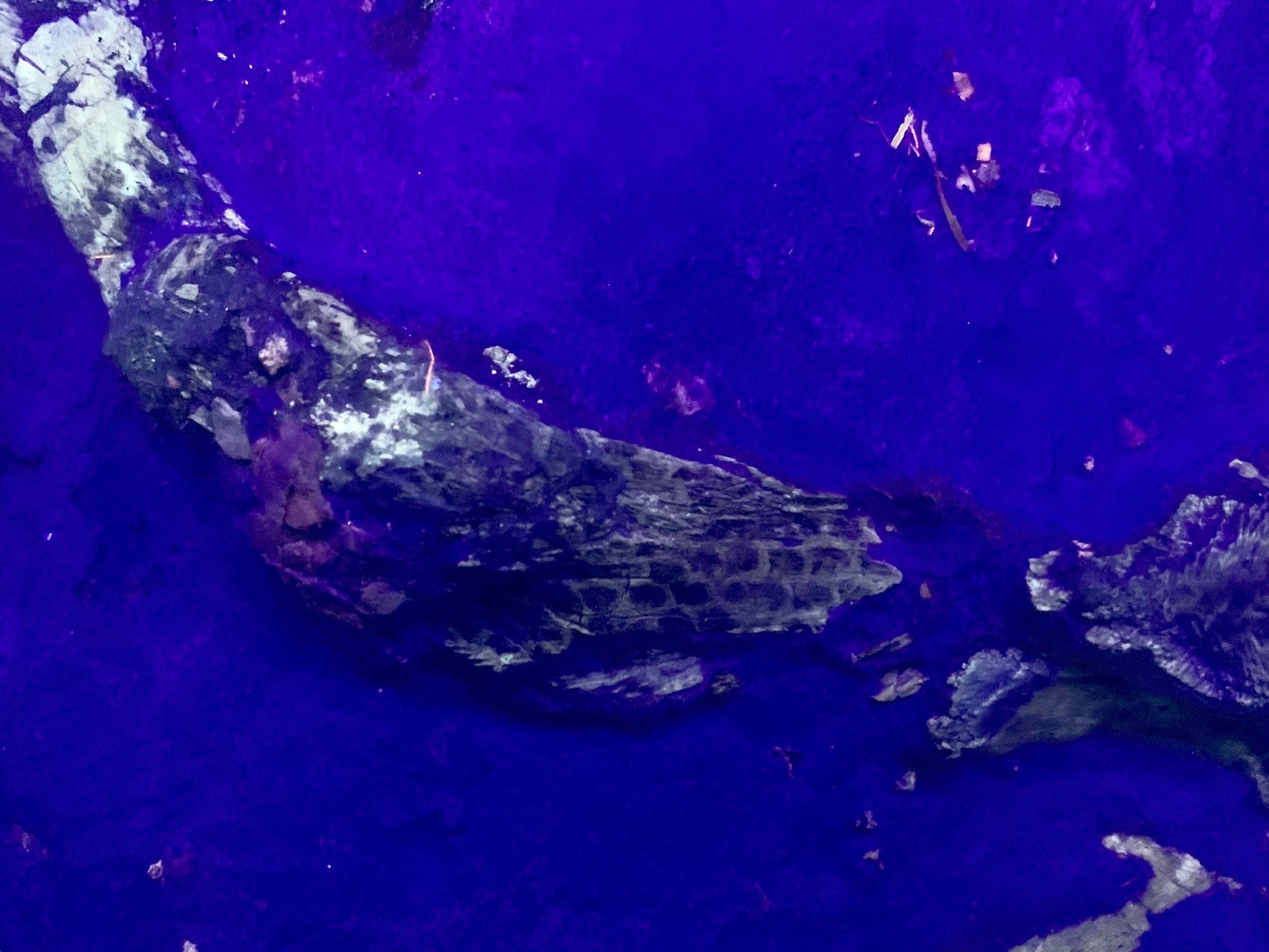 Mosasaur Scales Exposed Under UV Light - Fossil Preparation - The ...