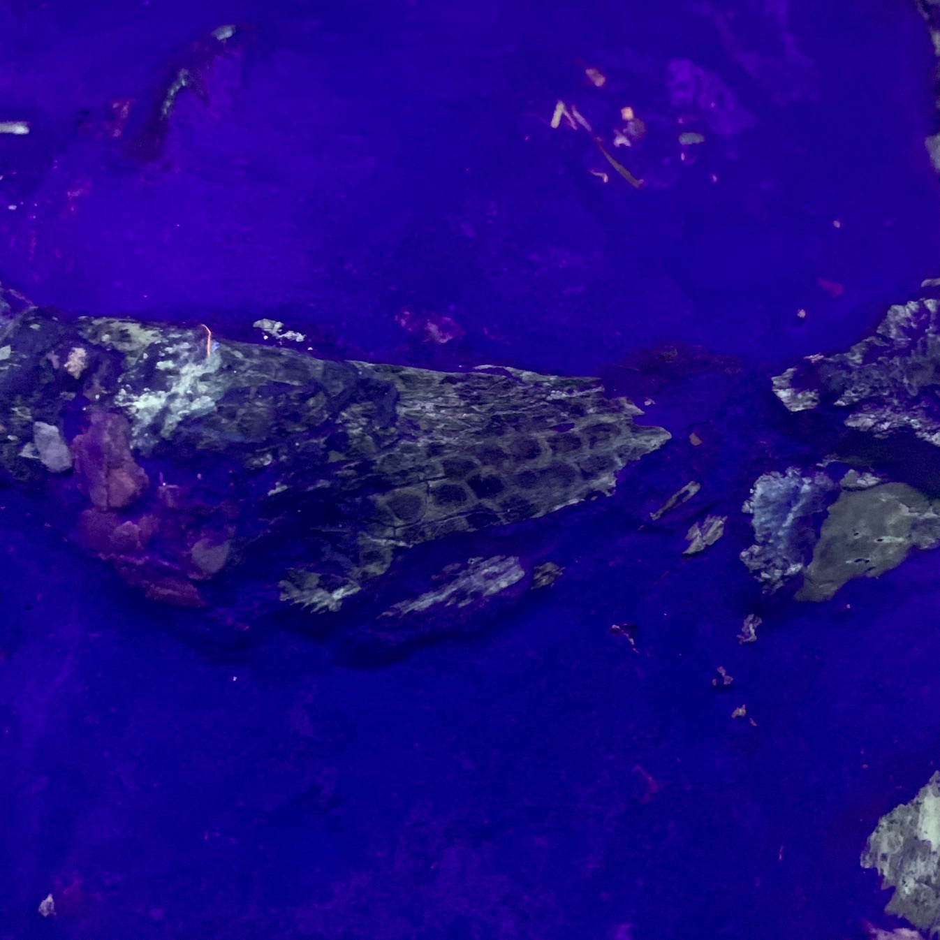 Mosasaur Scales Exposed Under UV Light - Fossil Preparation - The ...