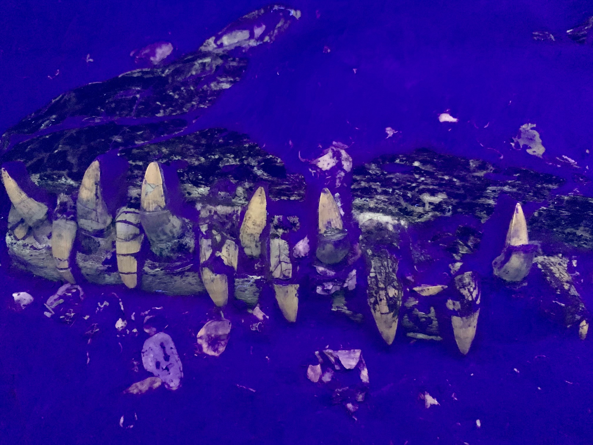 Mosasaur Scales Exposed Under UV Light - Fossil Preparation - The ...