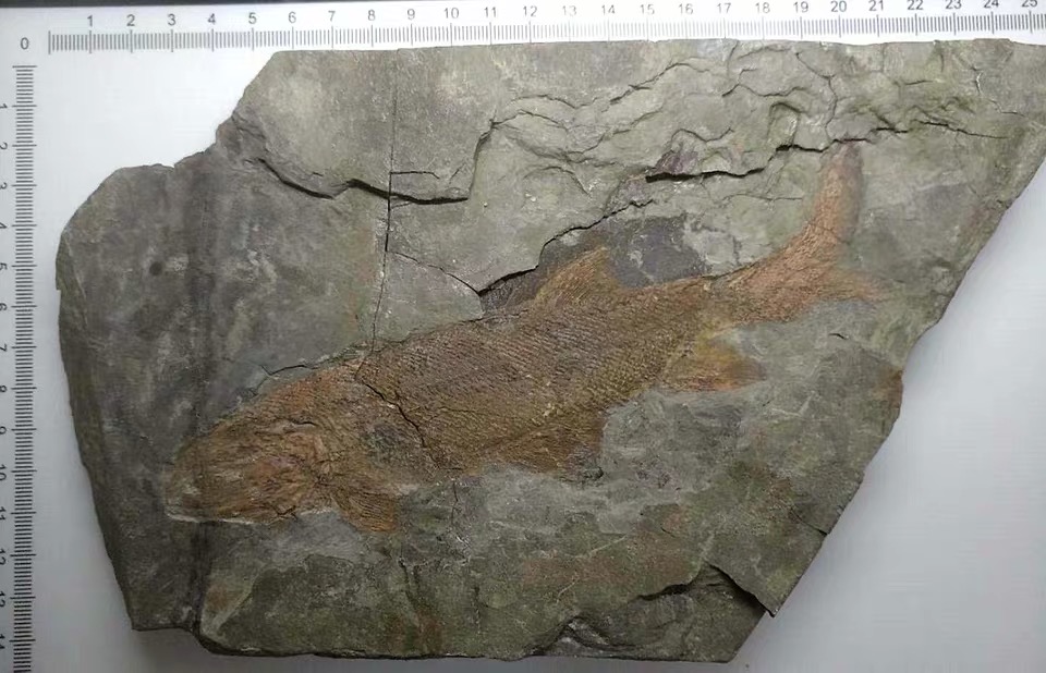 Chinese Fish Fossil - Fossil ID - The Fossil Forum